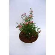 Jual Tanaman Hias Mawar Baby Rose (rosa sp) berbunga pohon hidup ...