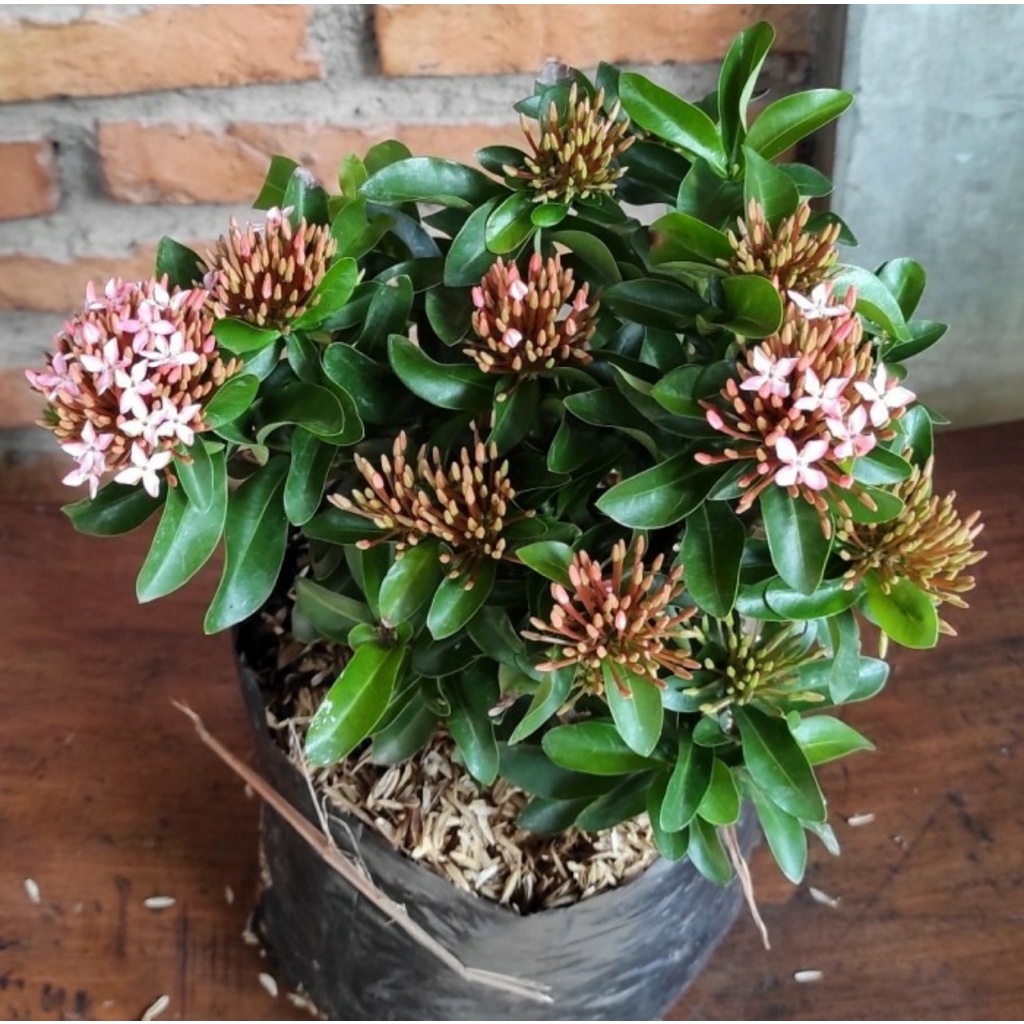 Jual Tanaman hias bunga Soka Pink (Berbunga) | Shopee Indonesia