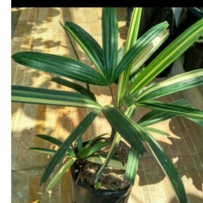 Jual palem waregu variegata | Shopee Indonesia