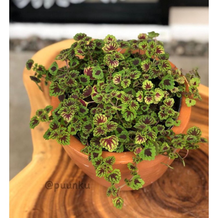 Jual Tanaman miana mini/pohon miana/tanaman gantung hidup/bunga hidup ...