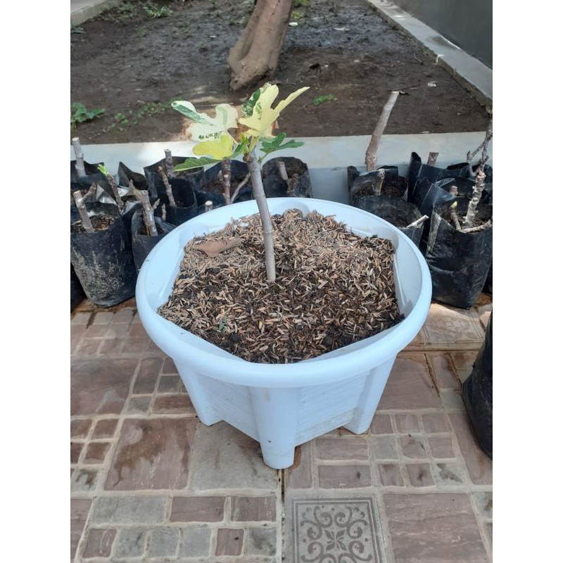 Jual BIBIT TIN VARIAN JOLLY TIGER VARIGATA VARIEGATA | Shopee Indonesia