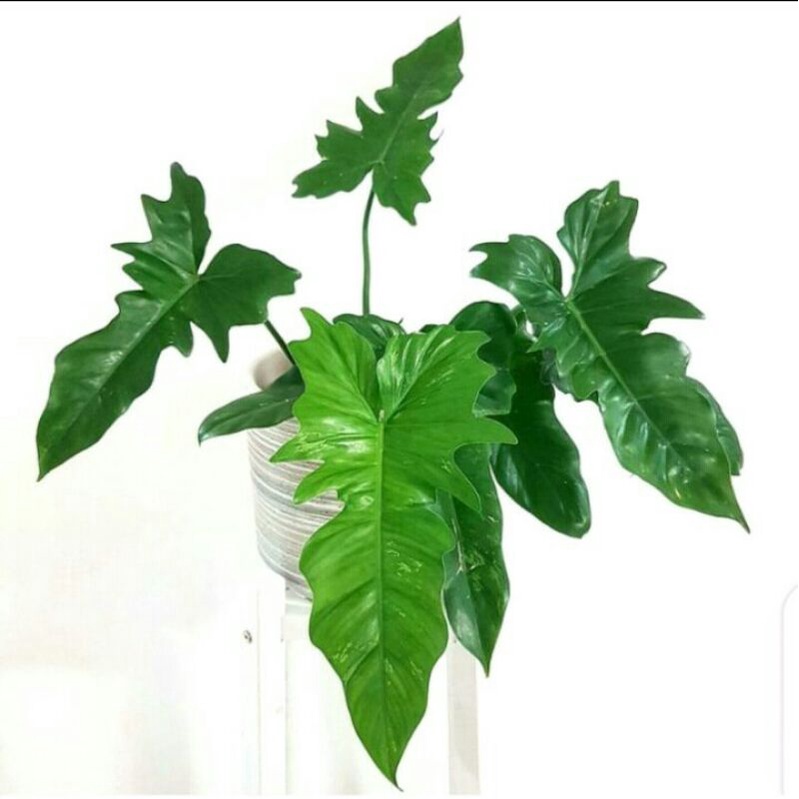 Jual Tanaman hias philodendron dragon - Philo dragon | Shopee Indonesia