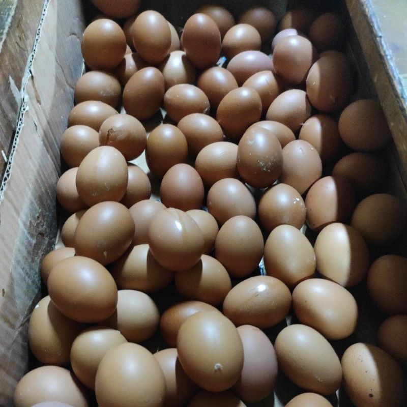 Jual Telur Ayam Segar | Shopee Indonesia