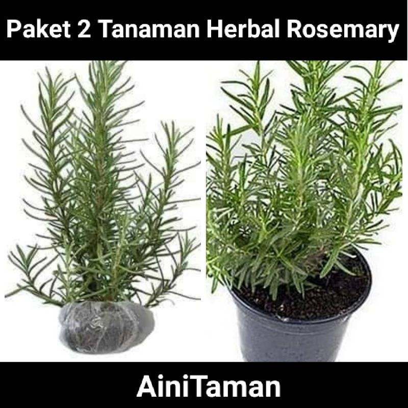 Jual Paket Hemat 2 Pohon Herbal rosemary - Tanaman rosemary pengusir ... Jual Paket Hemat 2 Pohon Herbal rosemary - Tanaman rosemary pengusir ...