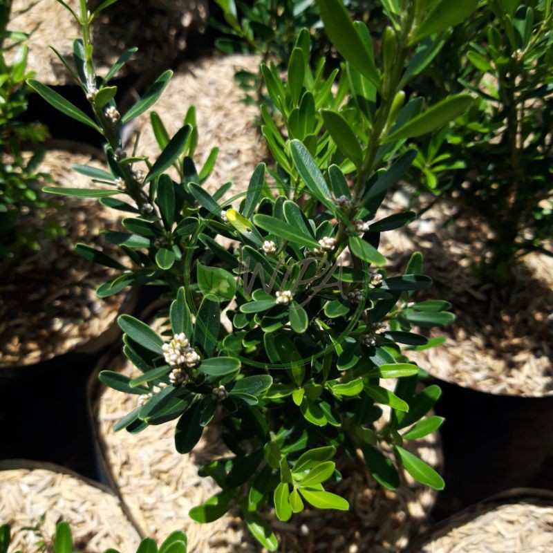 Jual Bibit Tanaman Hias Bonsai Boxus/Boksus/Boxwood | Shopee Indonesia