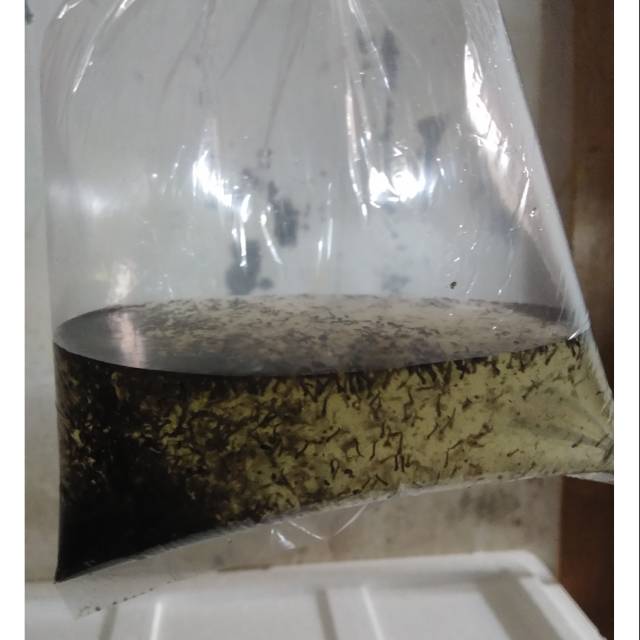 Jual Encu / Jentik Nyamuk Pakan Cupang | Shopee Indonesia