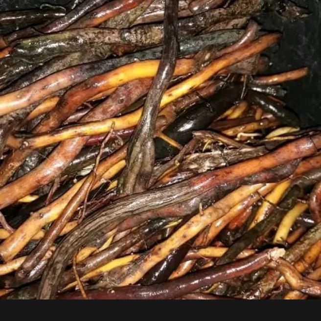Jual Jual berbagai macam Daun herbal Akar aren/kawung akar pohon aren ...