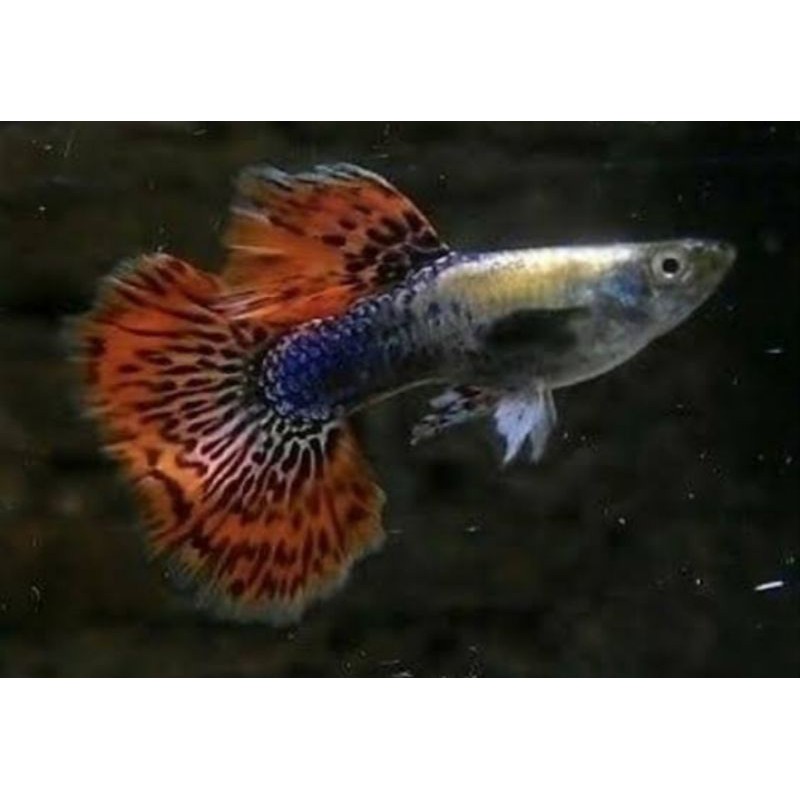 Jual guppy mozaik big ear | Shopee Indonesia