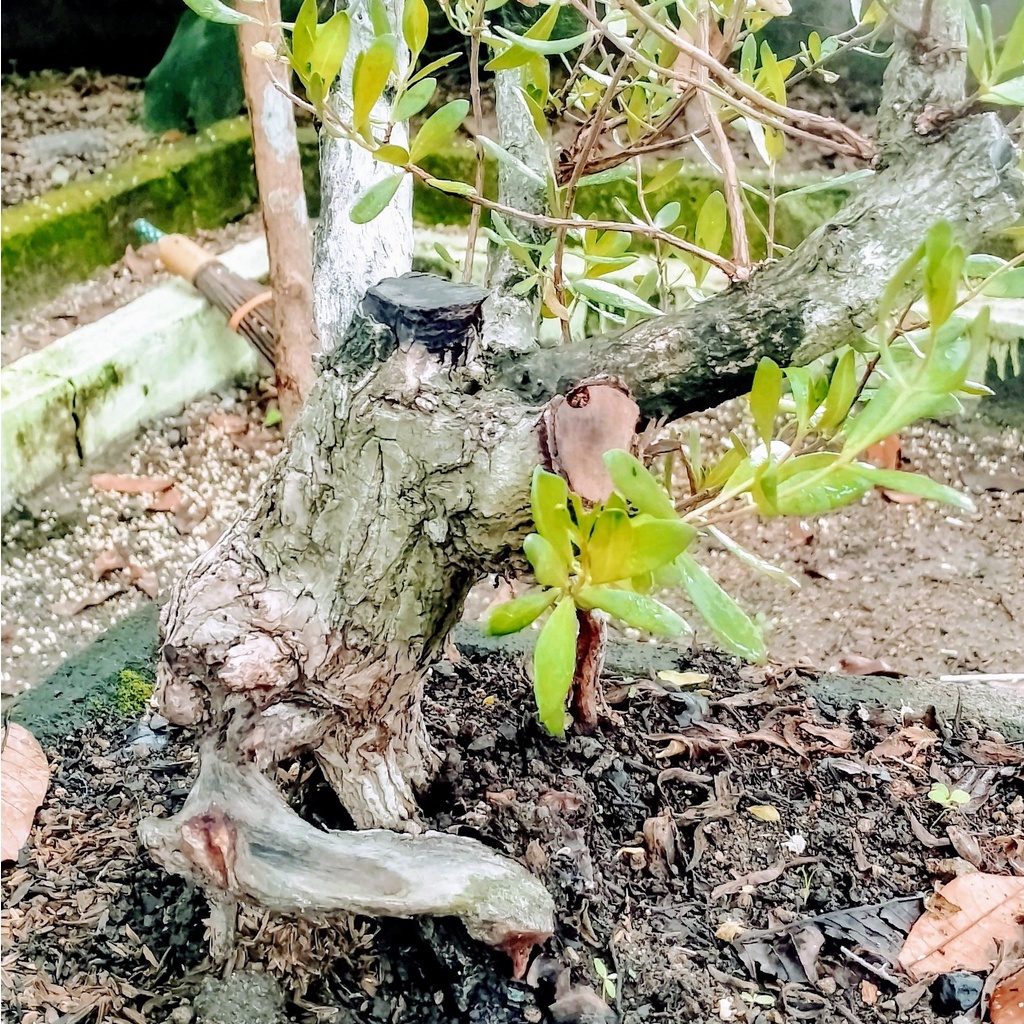 Jual BONSAI SANTIGI | Shopee Indonesia Jual BONSAI SANTIGI | Shopee Indonesia