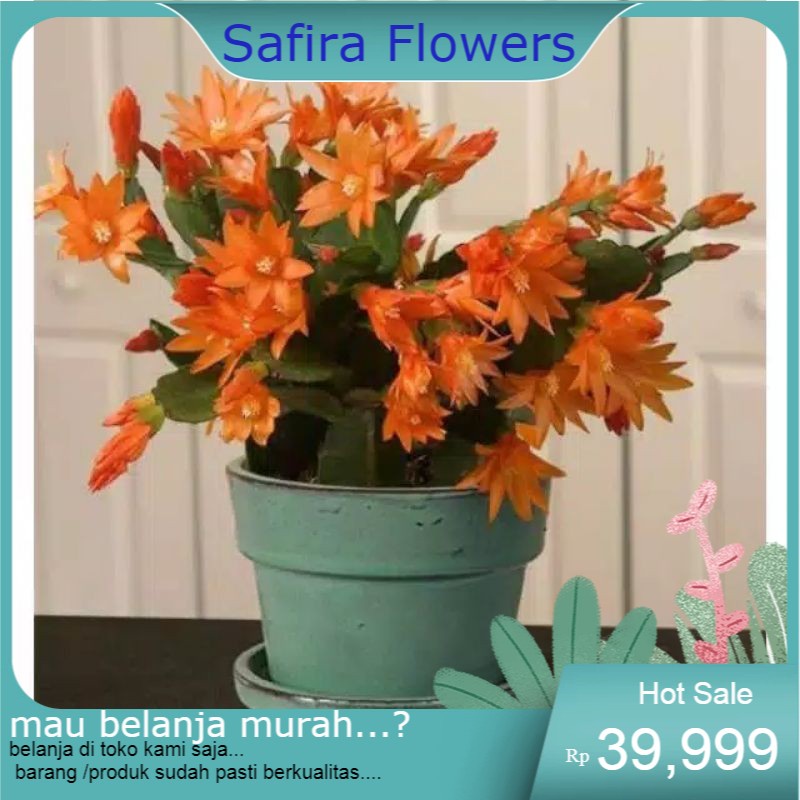 Jual pohon wijaya kusuma bunga oren | Shopee Indonesia