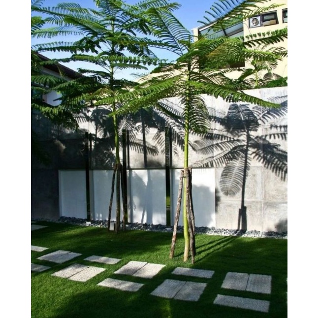 Jual tanaman hias pelindung pakis brazil solobium tinggi 2meter - pohon ...