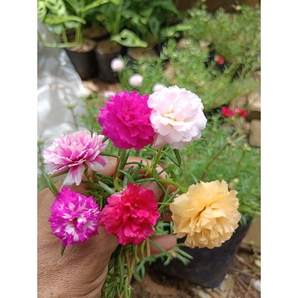 Jual sutra Bombay potekan 5 warna | Shopee Indonesia