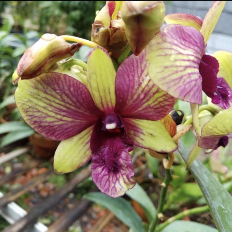 Jual Dendrobium Emerald Burana Mutasion | Shopee Indonesia