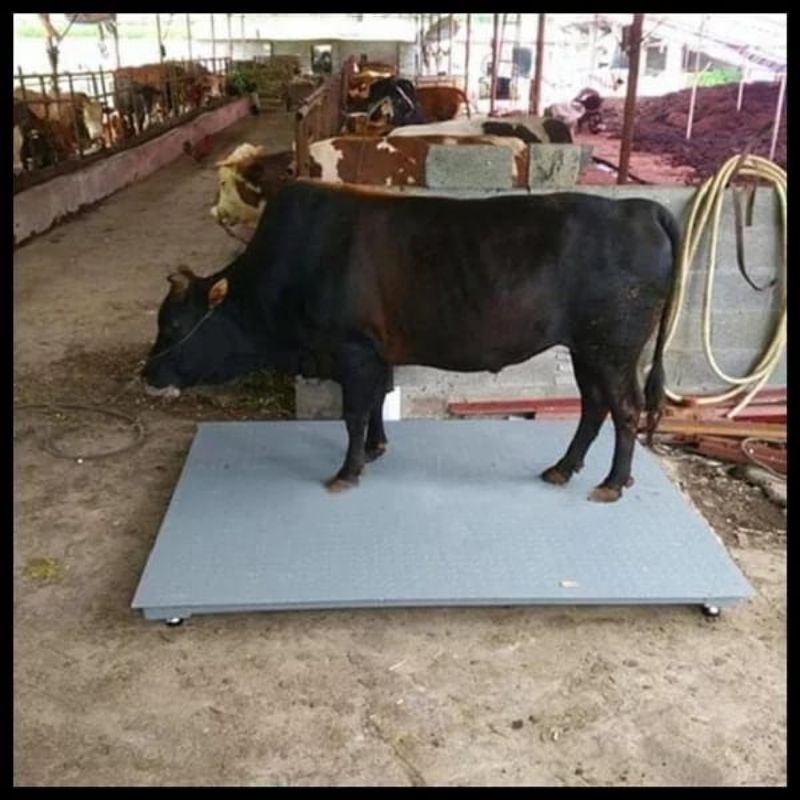 Jual timbangan sapi kambing domba kap 300kg-2ton model lantai floor ...