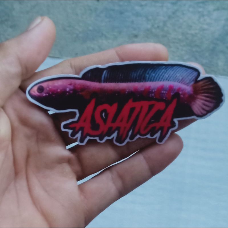 Jual stiker/sticker channa asiatica rs | Shopee Indonesia