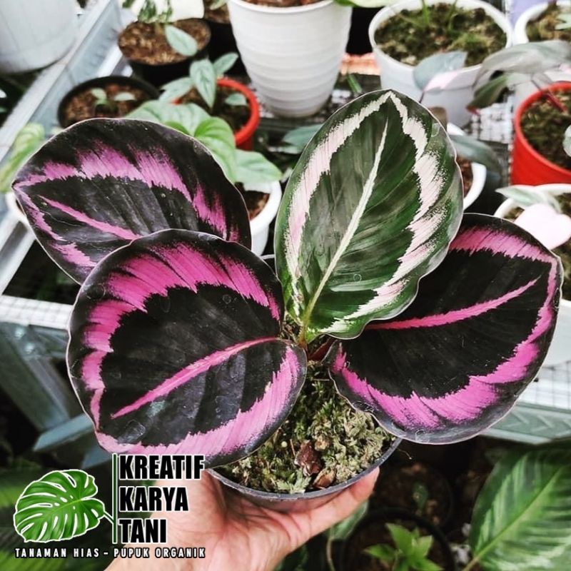 Jual Tanaman Hias Calathea Pink Jessy - Calatea Pink Jesi - Bunga ...