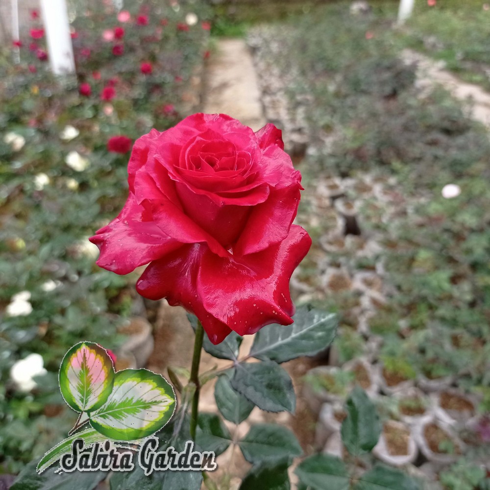 Jual Mawar Merah / Sexy Red / Rose - TANAMAN HIDUP | Shopee Indonesia