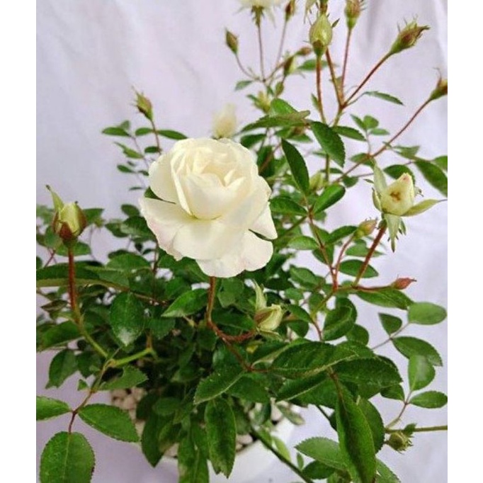 Jual promo paket 5 mawar ramabat 5 warna beda | Shopee Indonesia