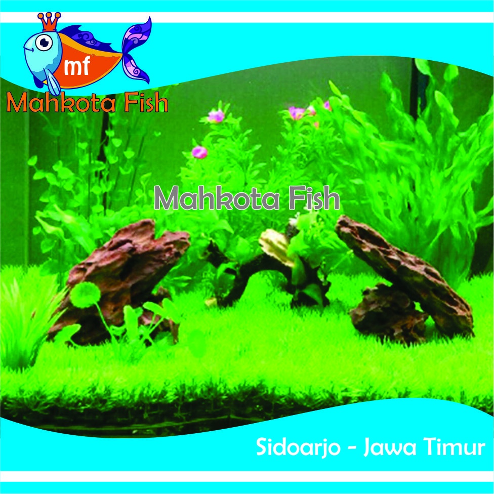 Jual Rumput Aquarium Sintesis (Cocok Untuk AQUARIUM KECIL) | Mainan ...