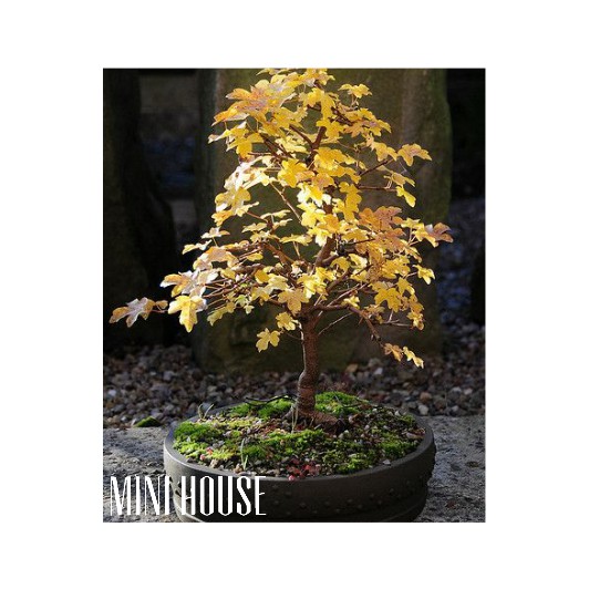Jual BIJI BIBIT BENIH MAPLE / BONSAI IMPORT | Shopee Indonesia