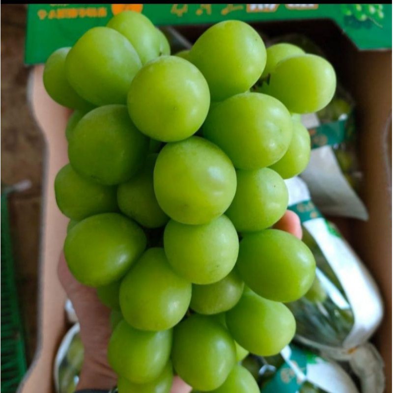 Jual BUAH ANGGUR MUSCAT JEPANG NON BIJI SEGAR DAN MANIS | Shopee Indonesia