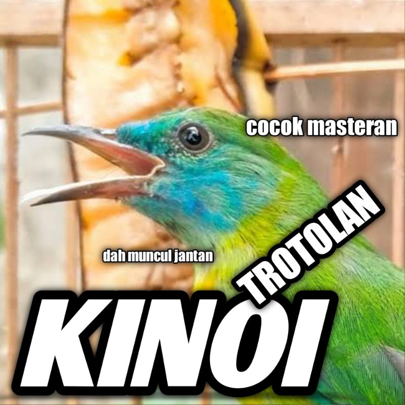 Jual Burung Cucak Kinoi Trotolan Jantan Bunyi Ngriwik 100% Jadi Jantan ...