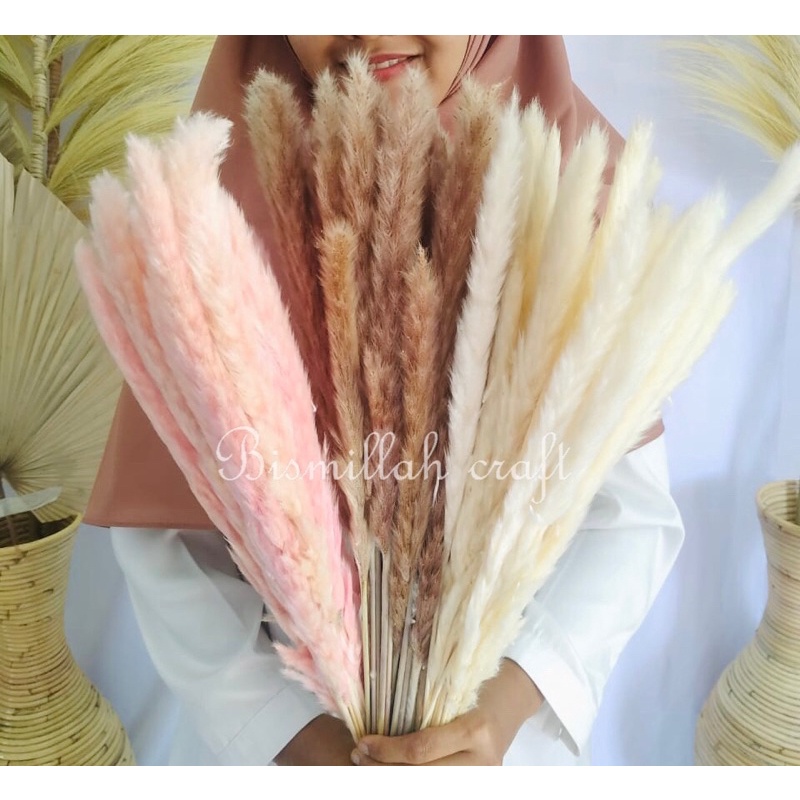 Jual Pampas Import Hiasan Buket Bunga Kering Dekorasi Rustic Mahar ...