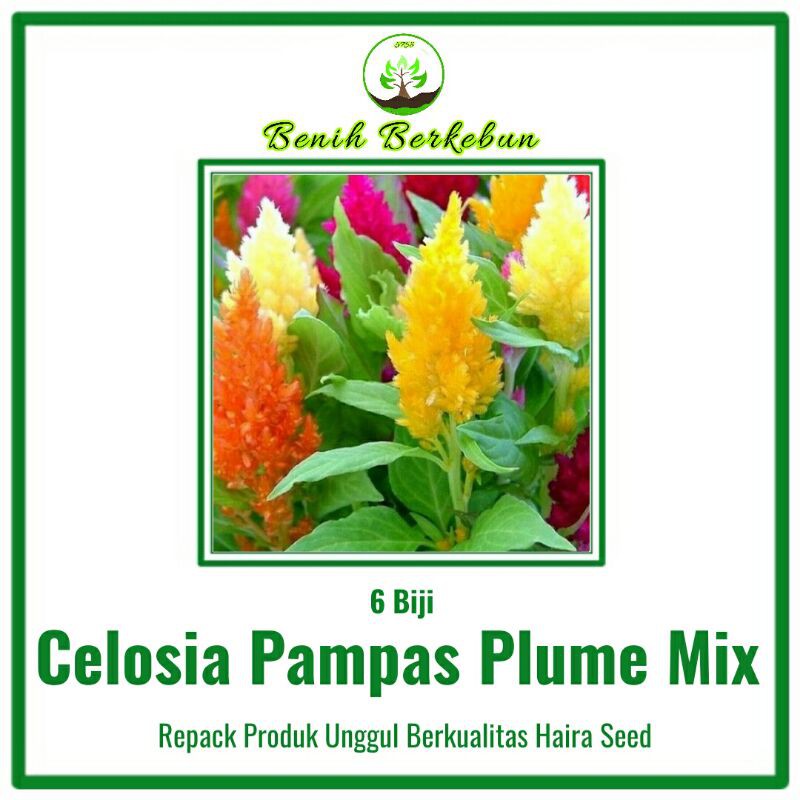 Jual 6 Benih Bunga Celosia Pampas Plume Mix Haira Seed Shopee