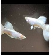 Jual Ikan Hias guppy platinum aquascape | Shopee Indonesia