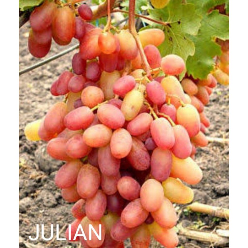 Jual BIBIT ANGGUR IMPORT JULIAN Premium Unggulan bisa COD | Shopee ...