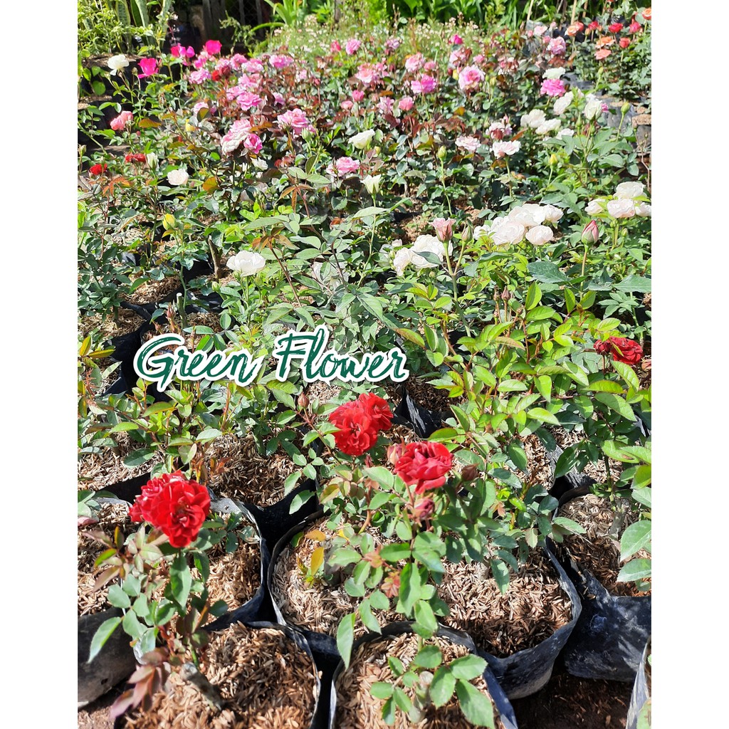 Jual Paket Mawar Rambat Isi 6 Pohon - Climbing Rose | Shopee Indonesia