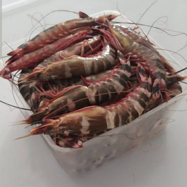 Jual Udang Windu Tiger besar | Shopee Indonesia