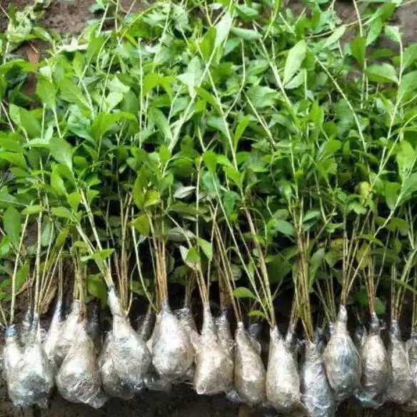 Jual tanaman hias lee kwan yew / li kwan yu / le kwan yu tanaman ...