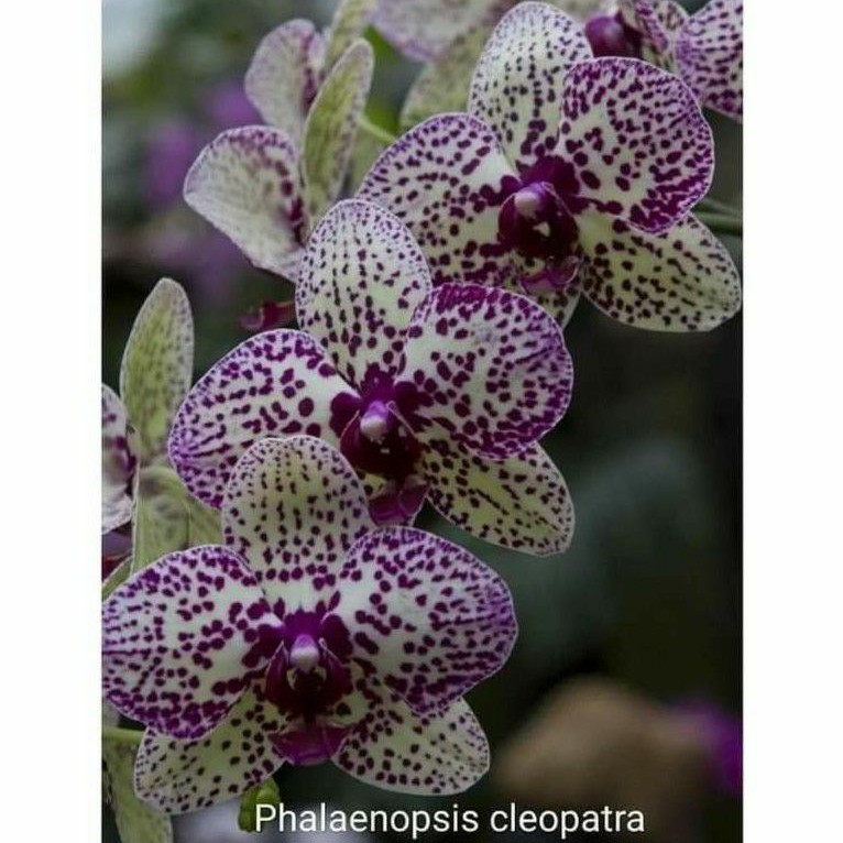 Jual Bunga anggrek seedling bulan Cleopatra hybrid Taiwan bisa COD ...