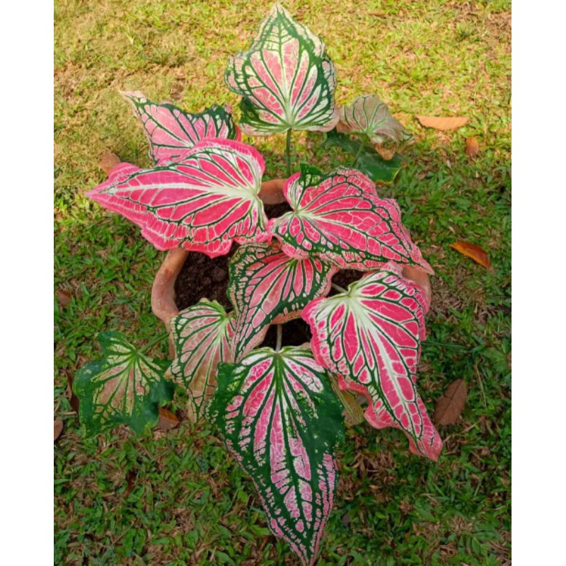 Jual tanaman hias keladi wayang keladi batik merah | Shopee Indonesia Jual tanaman hias keladi wayang keladi batik merah | Shopee Indonesia