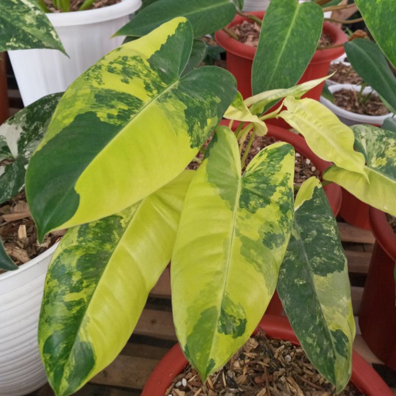 Jual PROMO burlemarx variegata daun rimbun | Shopee Indonesia