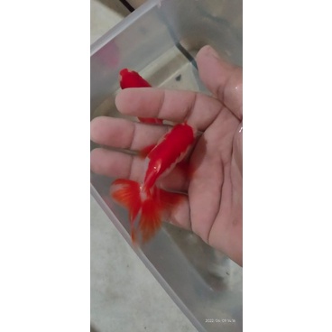 Jual ikan mas koki merah putih size s | Shopee Indonesia