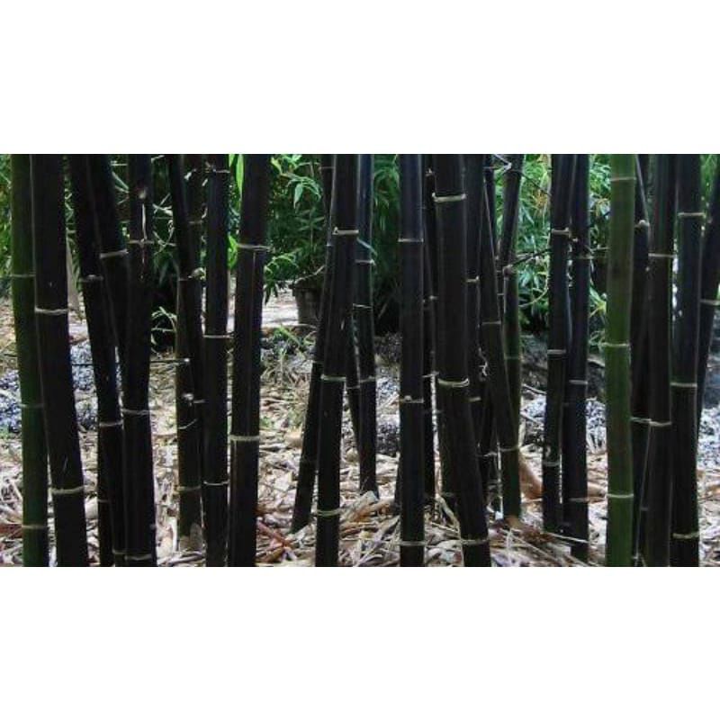 Jual Biji Benih Tanaman Bambu Hitam F1 Import / Benih Bambu / Biji ...