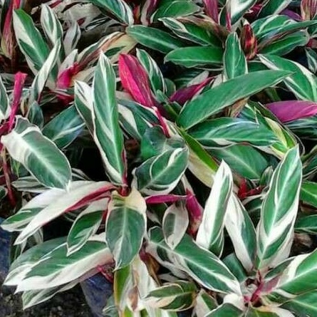 Jual Tanaman hias calathea triostar multicolor meranti bali bibit ...