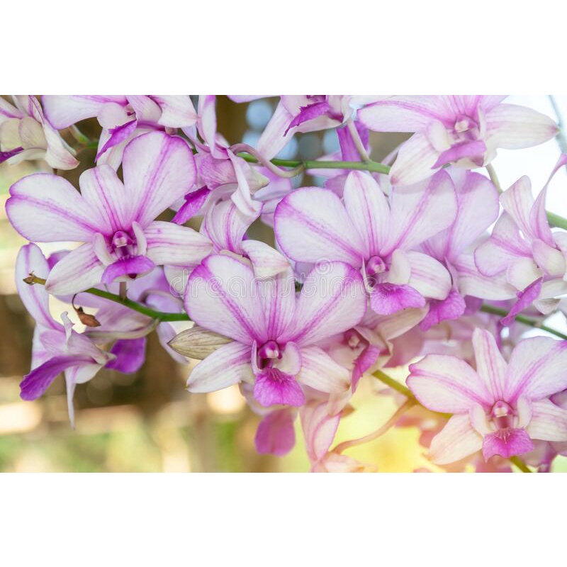 Jual Dendrobium Pop Eye | Shopee Indonesia