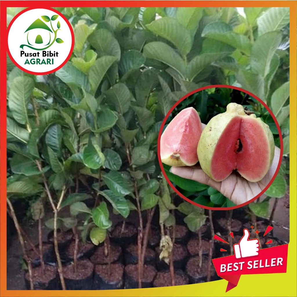 Jual Bibit Jambu Kristal Merah Asli Tanaman Buah Okulasi Super Unggul ...