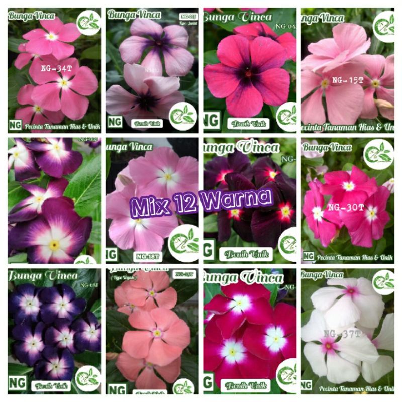Jual 25 Benih Biji Bunga Vinca Tapak Dara Mix 12 Warna Benih Biji Bunga ...