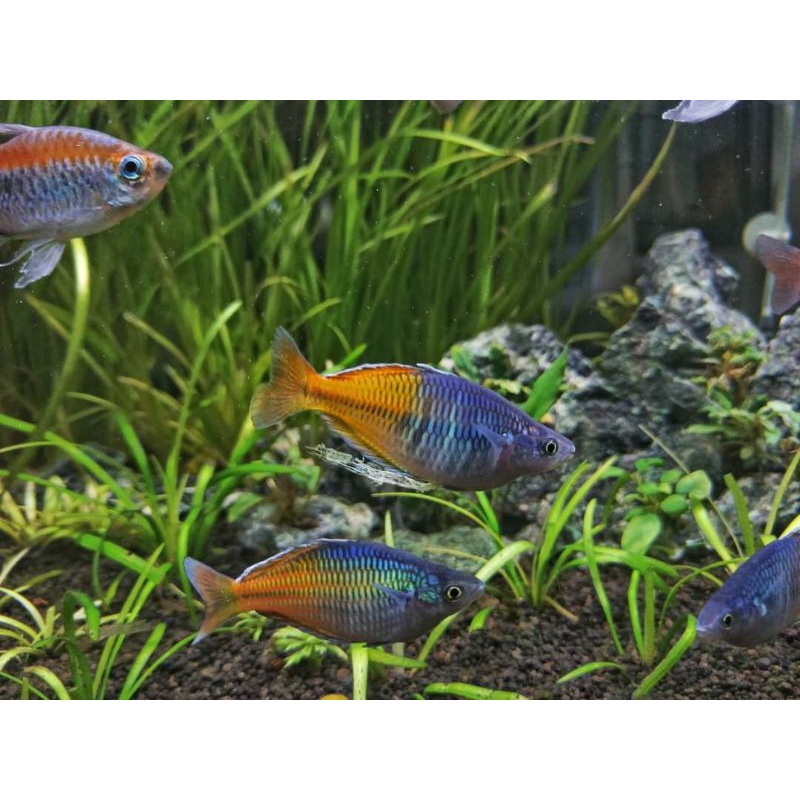 Jual Ikan Rainbow Fish Boesemani Male | Shopee Indonesia