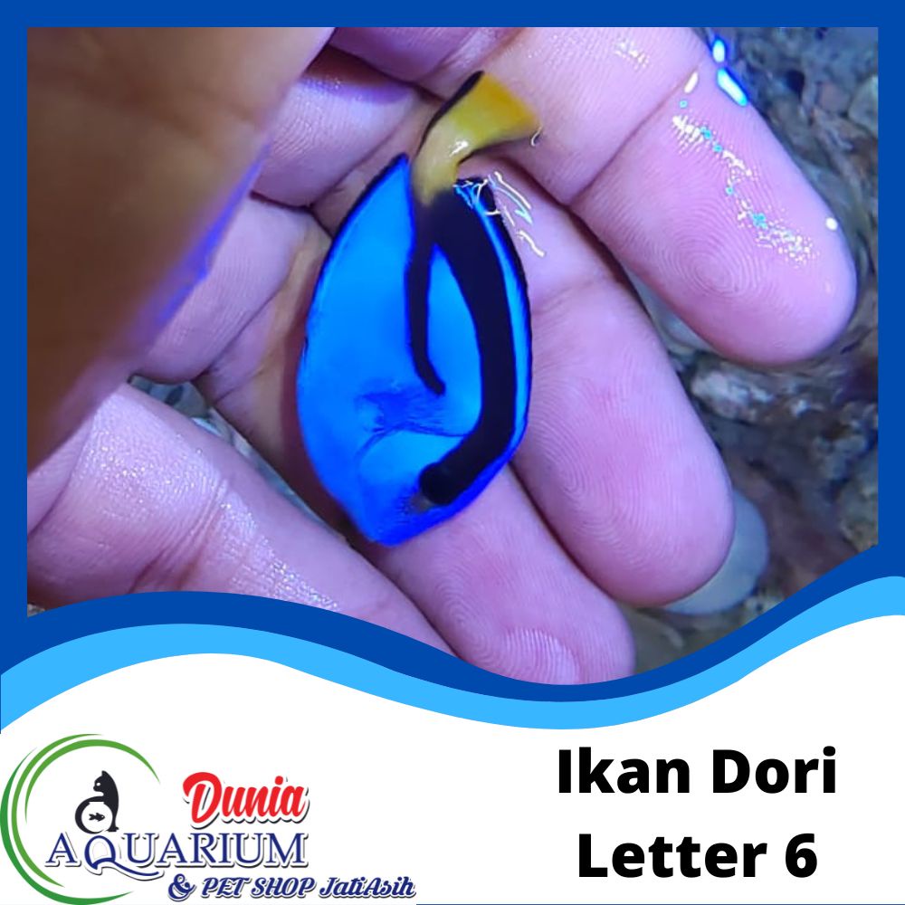 Jual Ikan Hias Laut Dori Dory Blue Tang Letter Six Marine Reef Tank ...