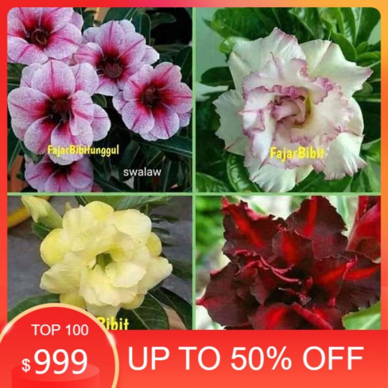 Jual PROMO!!PAKET 4 ADENIUM KAMBOJA JEPANG BUNGA TUMPUK//STAR | Shopee ... Jual PROMO!!PAKET 4 ADENIUM KAMBOJA JEPANG BUNGA TUMPUK//STAR | Shopee ...