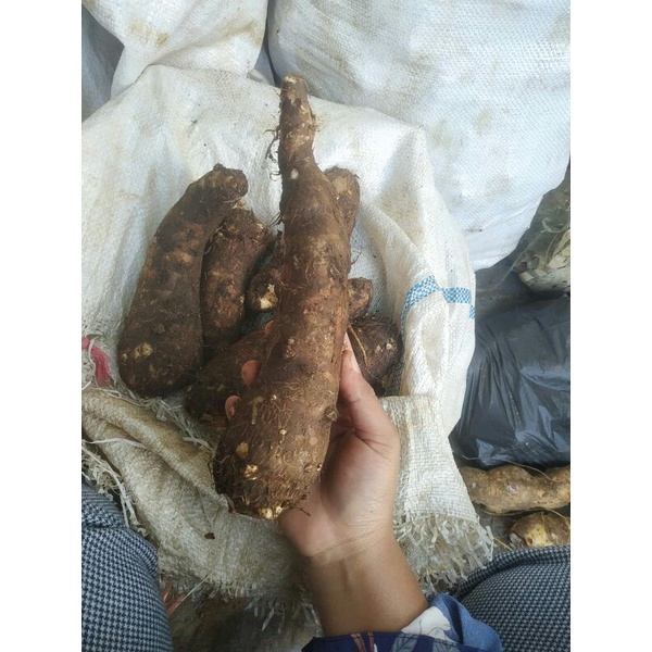 Jual UBI TALAS/MBOTE/MBONTE 1KG | Shopee Indonesia