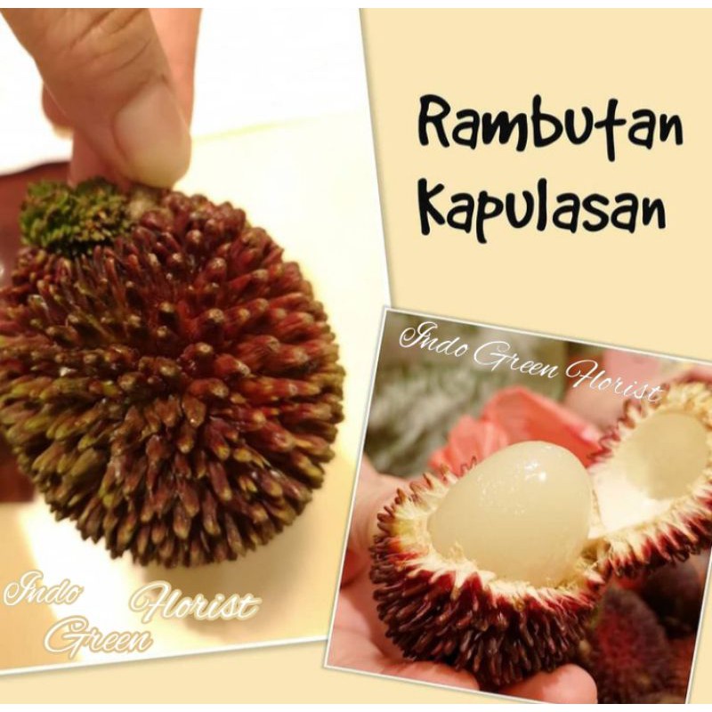 Jual Bibit Buah Kapulasan/Rambutan Kapulasan/Tanaman Buah Rambutan ...