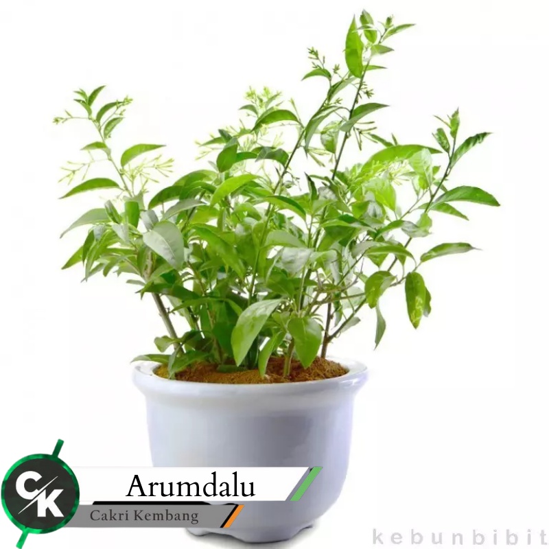 Jual Tanaman Hias Bunga Arumdalu Putih (Cestrum nocturnum L.) -bibit ...