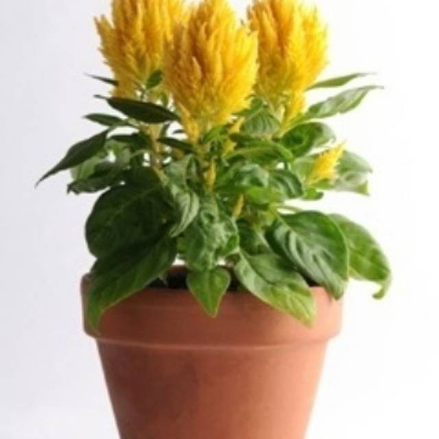 Jual Harga per pack_ Biji benih bunga celosia pagoda kuning /20 biji ...
