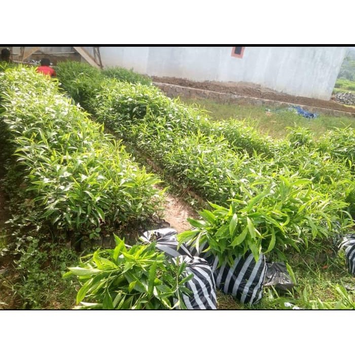 Jual Asli! 5 Bibit Pohon Kayu Jenitri / Genitri Super Siap Tanam ...